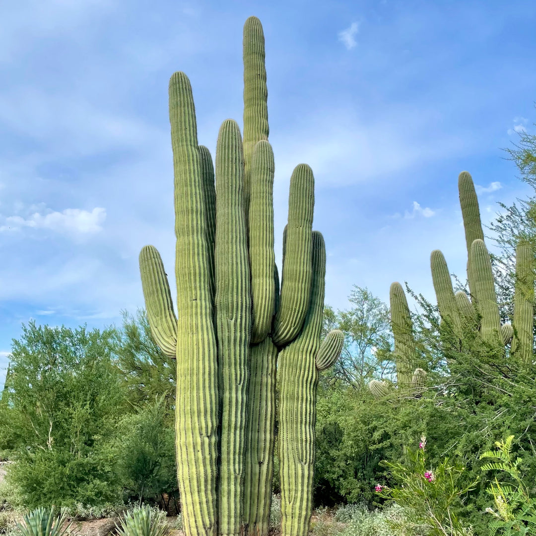 The Symbolism And Spiritual Meaning Of Cactus – Lila Clare